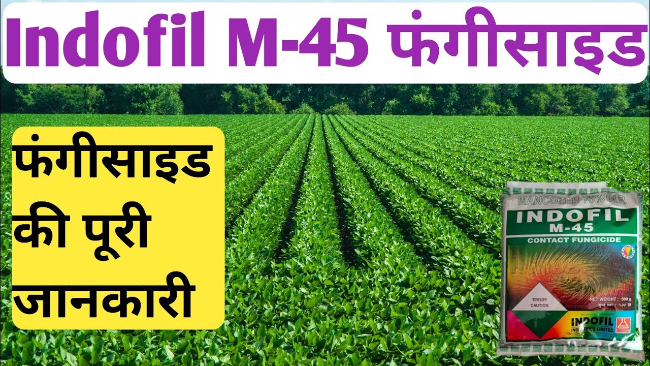 Indofil M-45 Fungicide/Indofil M-45 Fungicide Price,Dose,Use - YouTube