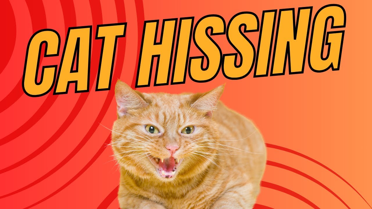 The Hissing Mystery: Understanding Cat Behavior - YouTube