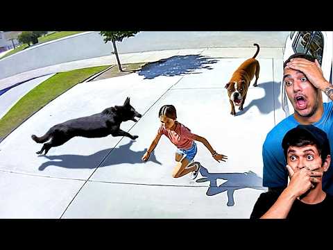 12 ANIMAIS HERÓIS que SALVARAM VIDAS HUMANAS !!