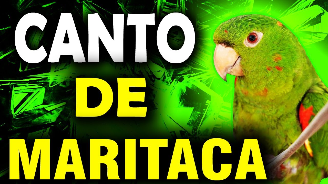 🦜 TOP #1 CANTO DE MARITACAS CANTANDO, O CANTO DA MARITACA CANTANDO NA ...