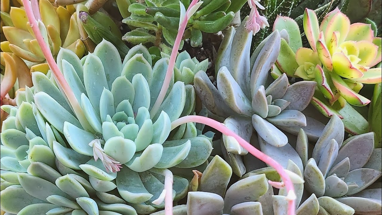 Lovely succulents show their diverse and vibrant colors - YouTube