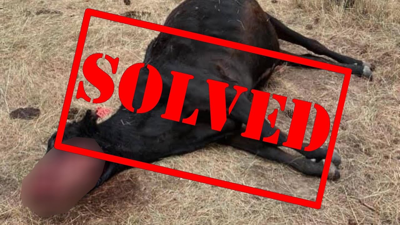 Cattle Mutilations: Solved! - YouTube
