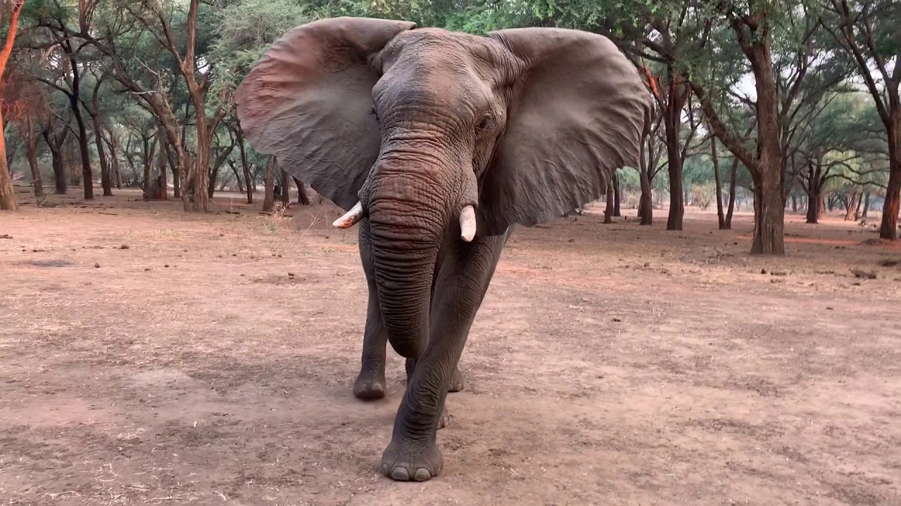Scary interaction with a huge elephant - YouTube