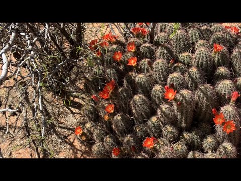 Beautiful desert storytelling by David Boje LIVE - YouTube