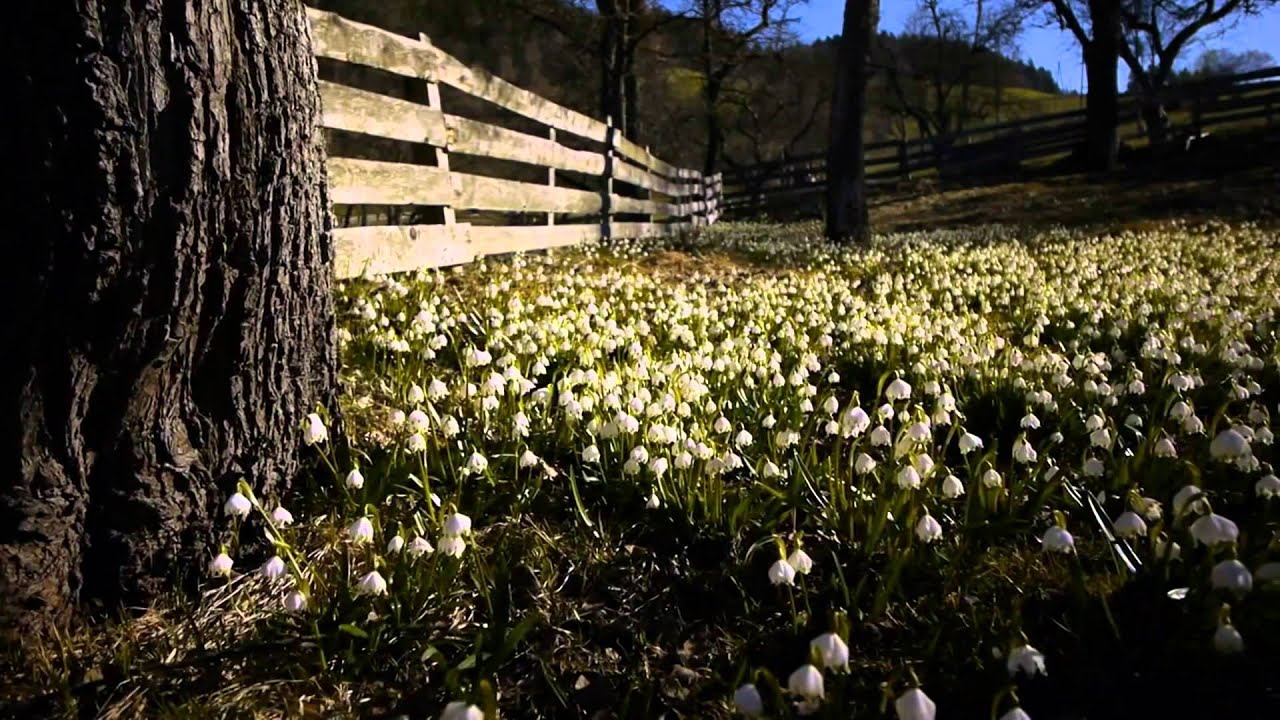 A Later Springtime - YouTube