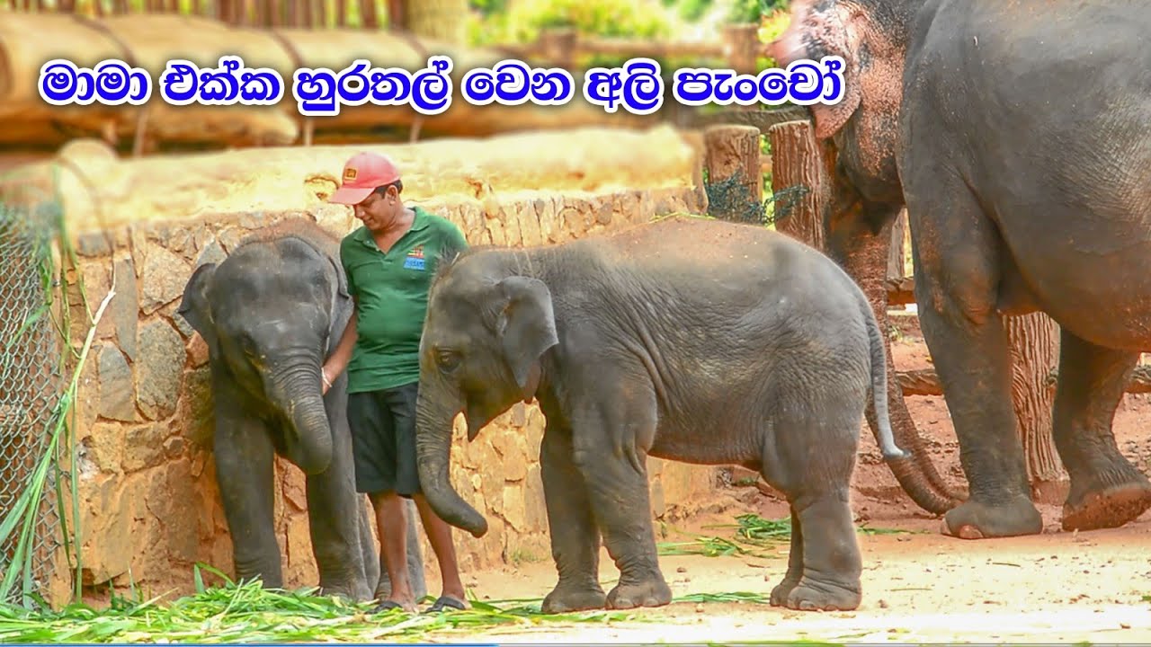 Very Cute Baby Elephants Cuddling with uncle - YouTube