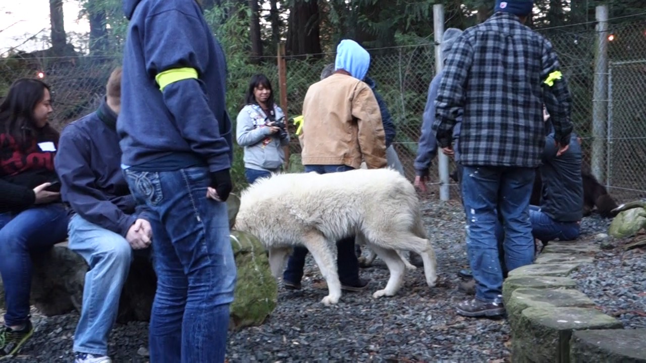 Close encounters with wolves in Anacortes, WA, at Predators of the ...