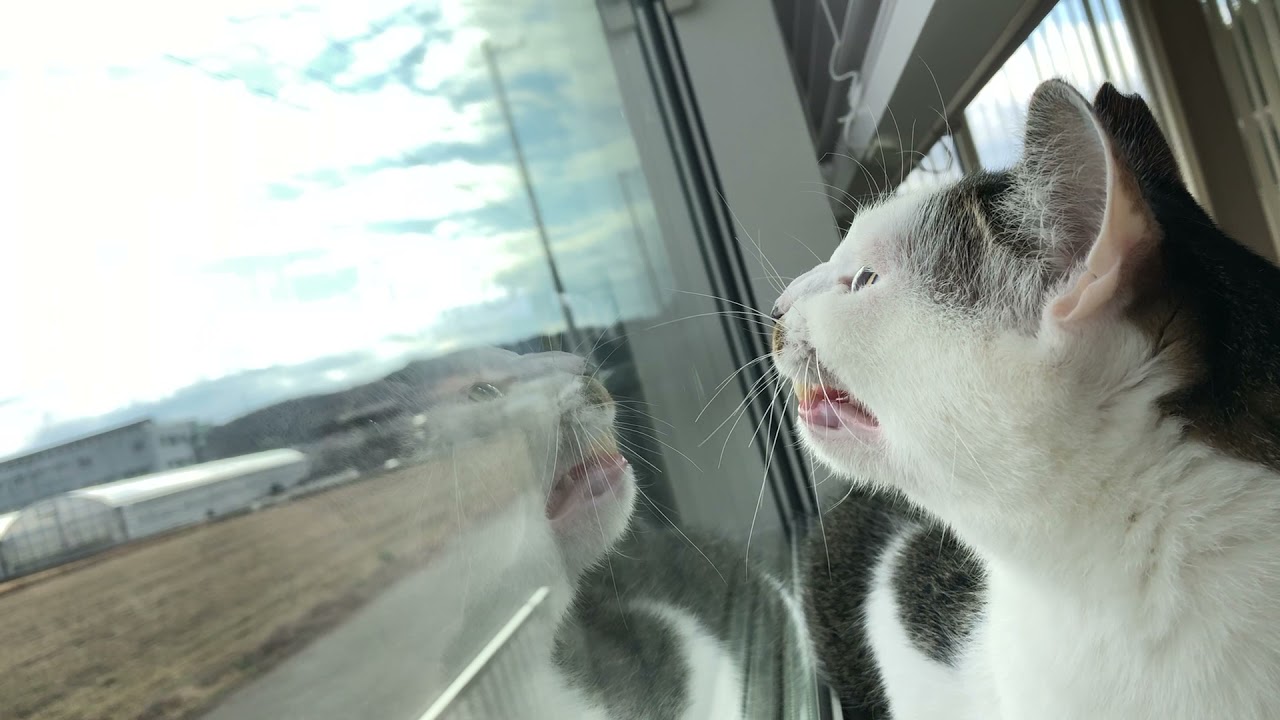 カラスに威嚇する猫 | Cat intimidated by a crow - YouTube