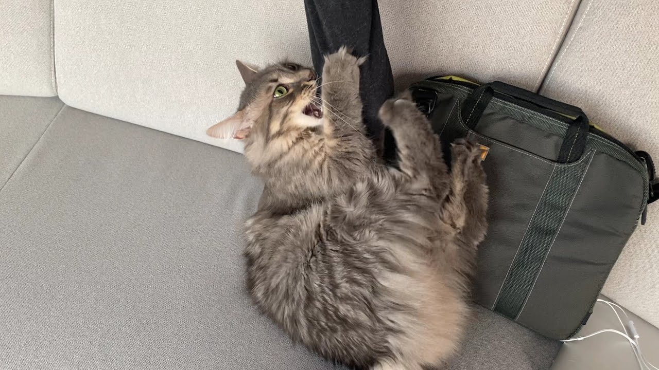 Cute house Cat who constantly attacks and bites me. This cat is ...