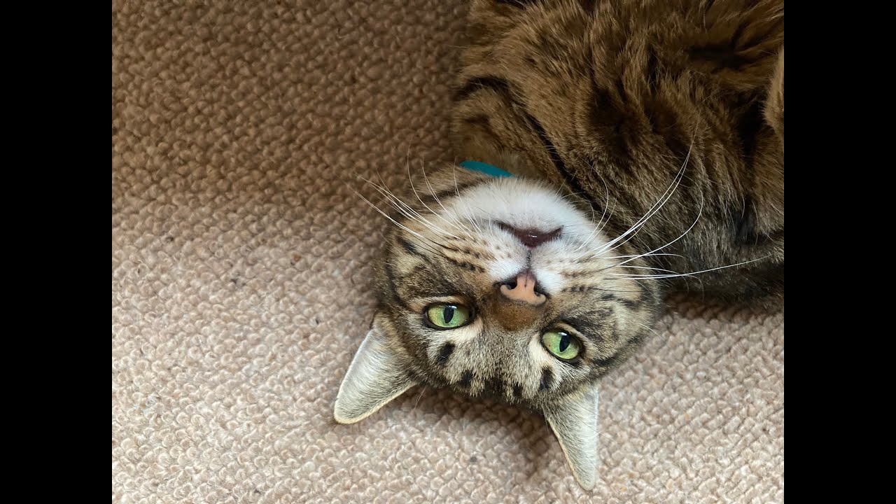 Joseph - A Cat in a Million - YouTube