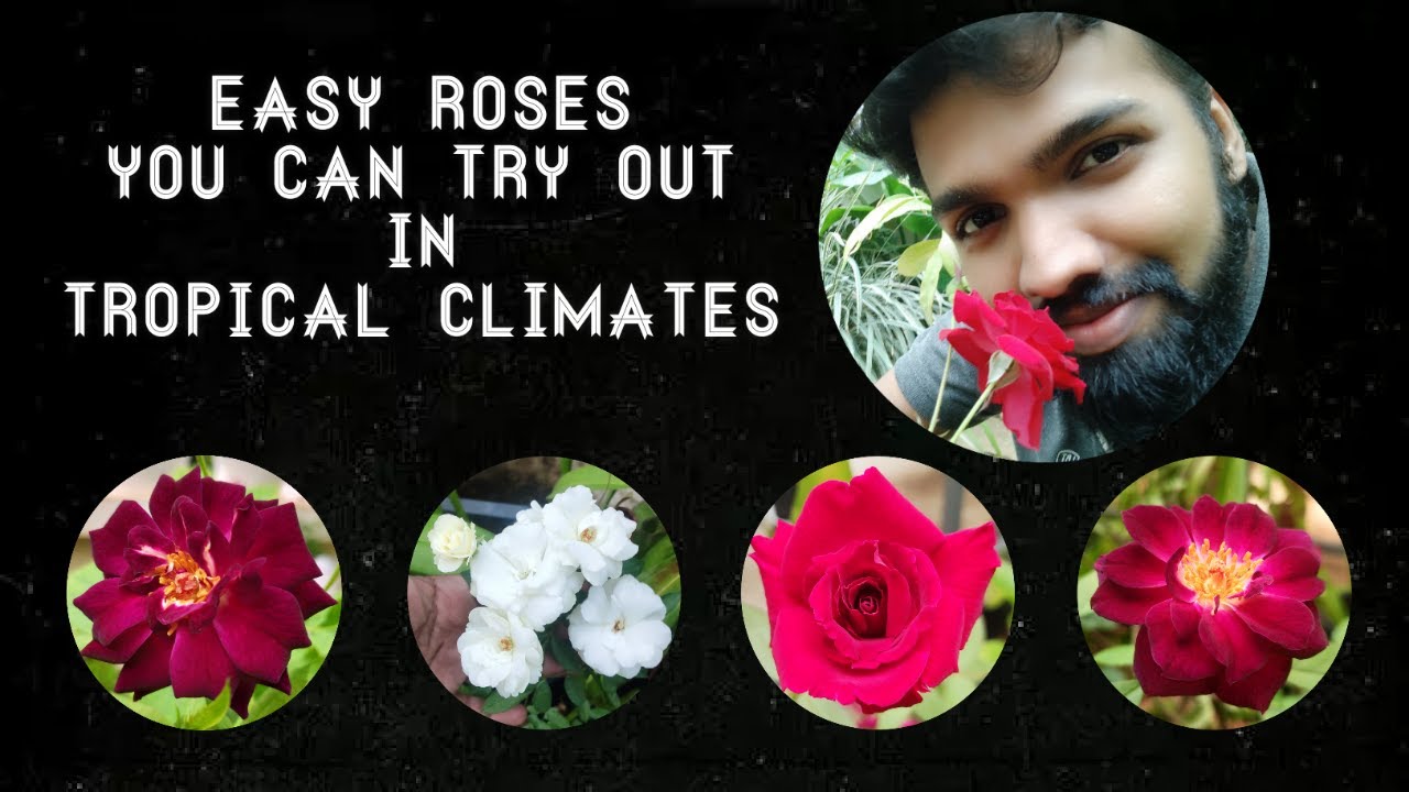 Rose Cultivars That Grow Easily In Tropical Climates / Nandanam Exotics ...
