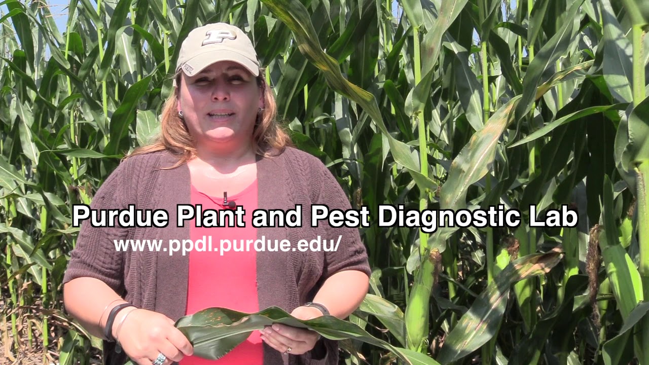 Physoderma Brown Spot of Corn - YouTube