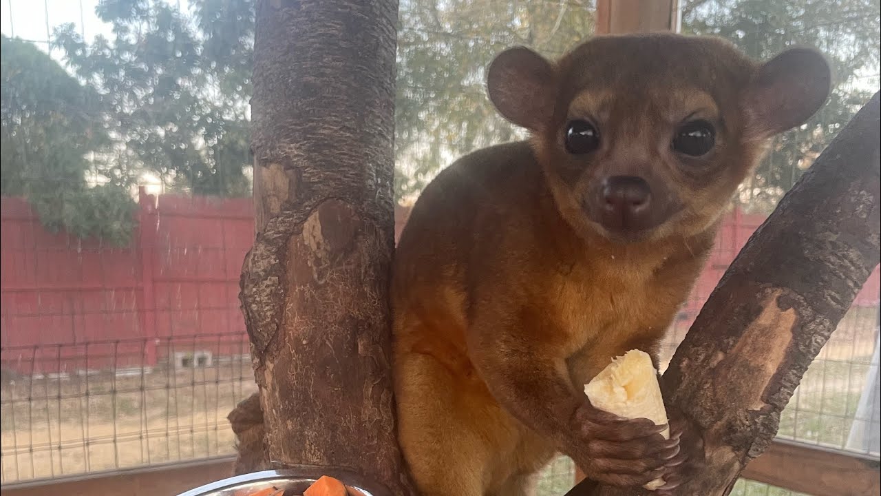 Here’s a Tuesday morning update from the Hunt’s Exotics Foundation! - YouTube