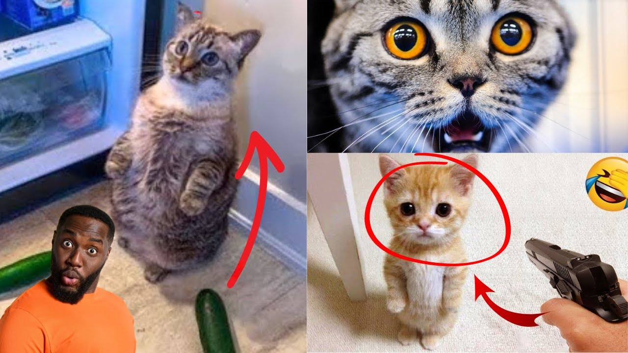 Unveiling The Extraordinary World of Cats: Fascinating Facts and ...