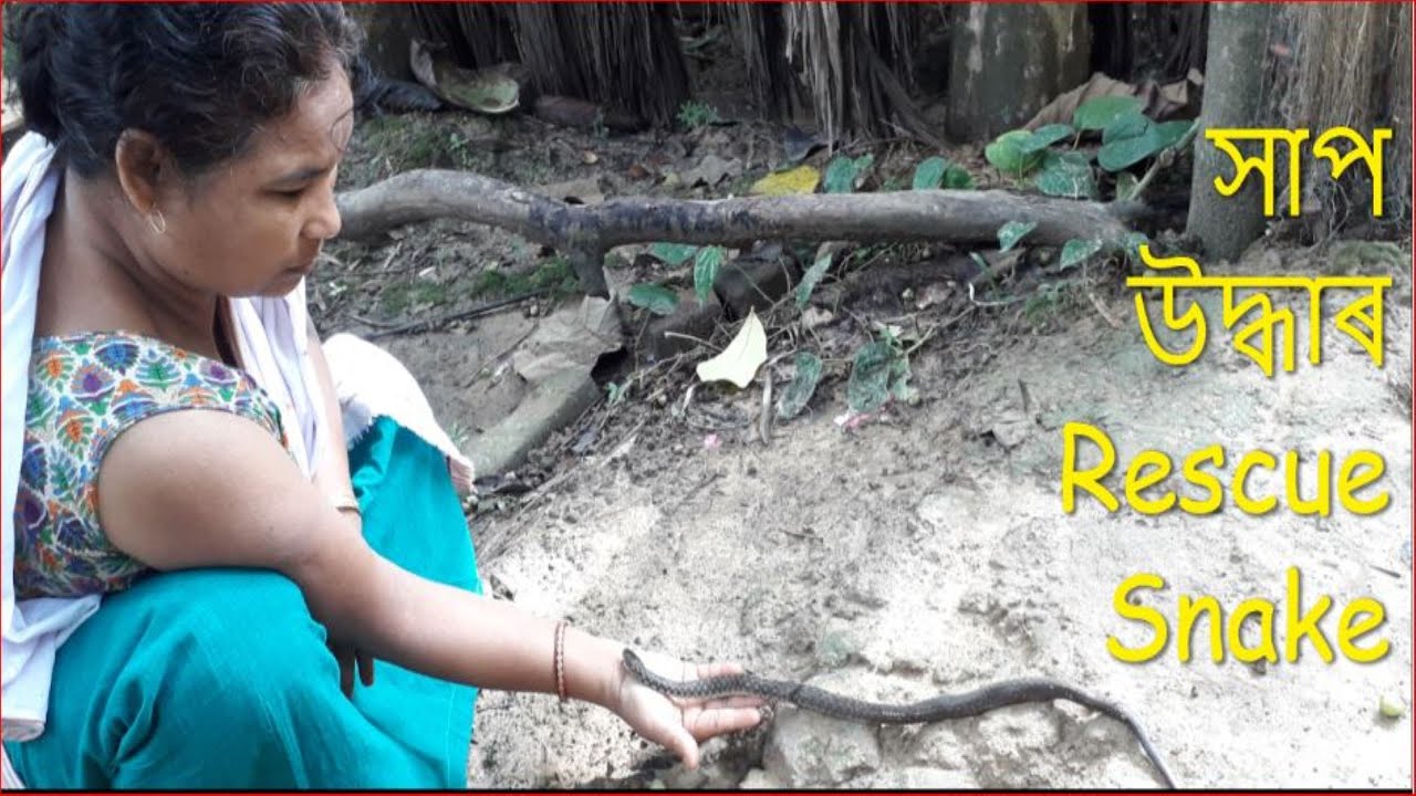 Rescue Snake # rescue Snake Release # সাপ - YouTube