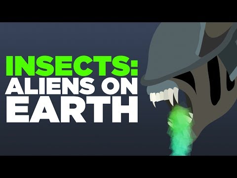 Why Do Insects Look Like Aliens