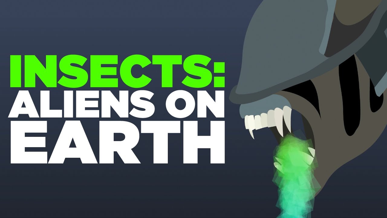 Insects Explained with ALIENS - YouTube