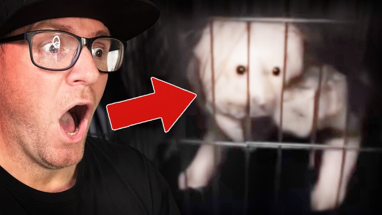 Dark Web SKINWALKER DOG & More Scary Videos That Gave Me Chills! - YouTube