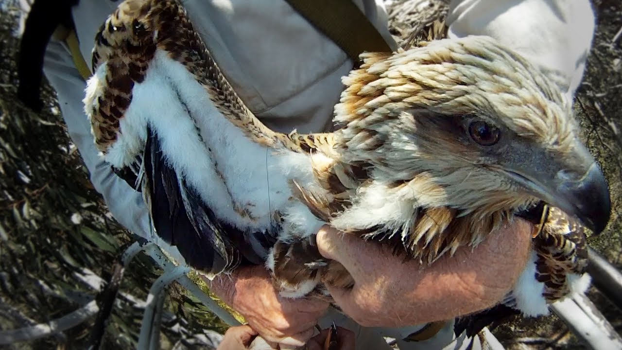 GoPro: Sea Eagle Rescue - YouTube