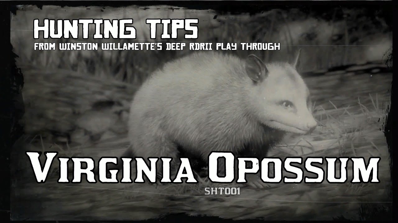 Virginia Opossum - Hunting Tips [RDRII] - YouTube