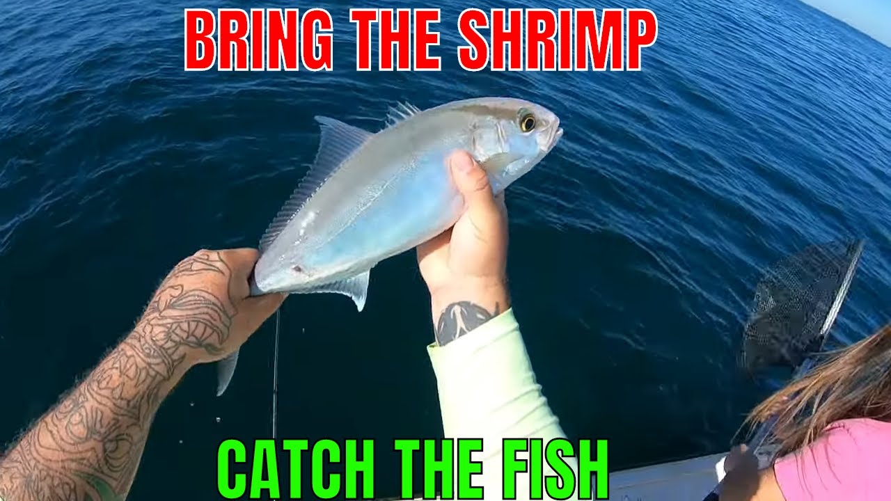 FLORIDA DEEP SEA FISHING with Live Shrimp !!! - YouTube