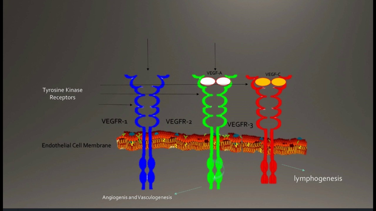 Vascular Endothelial Growth Factor-A (VEGF-A) - YouTube