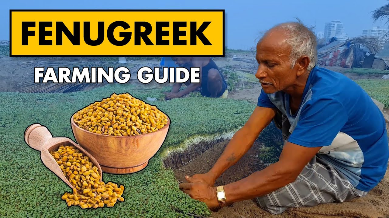 Fenugreek (Methi) Farming | How to grow Fenugreek at Home from Seeds ...