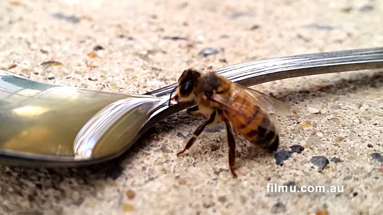 Starving Honey Bee Drinking - YouTube
