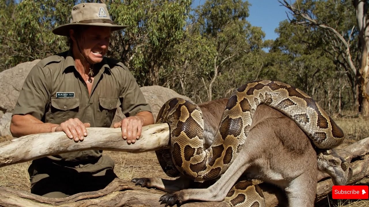 animal rescue: rescue mother kangaroo from giant python attack - YouTube