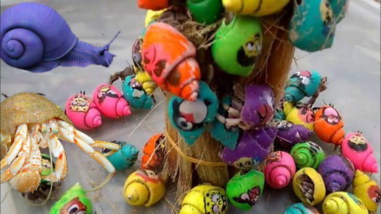 Hunting Snail | Berburu Umang Umang Sedang Berlarian || Umang Umang ...