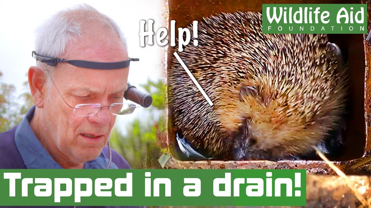 This poor HEDGEHOG fell down a drain! - YouTube