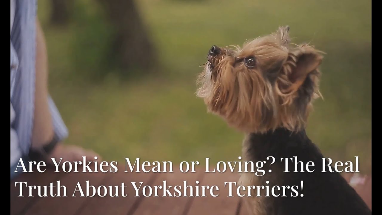 Are Yorkie's Mean or Loving? The Real Truth About Yorkshire Terriers ...