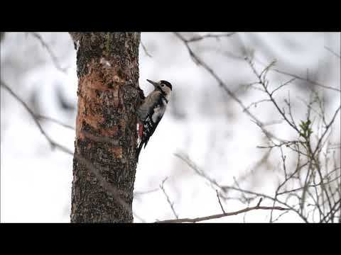 Alaca ağaçkakan / Syrian Woodpecker / Dendrocopos syriacus