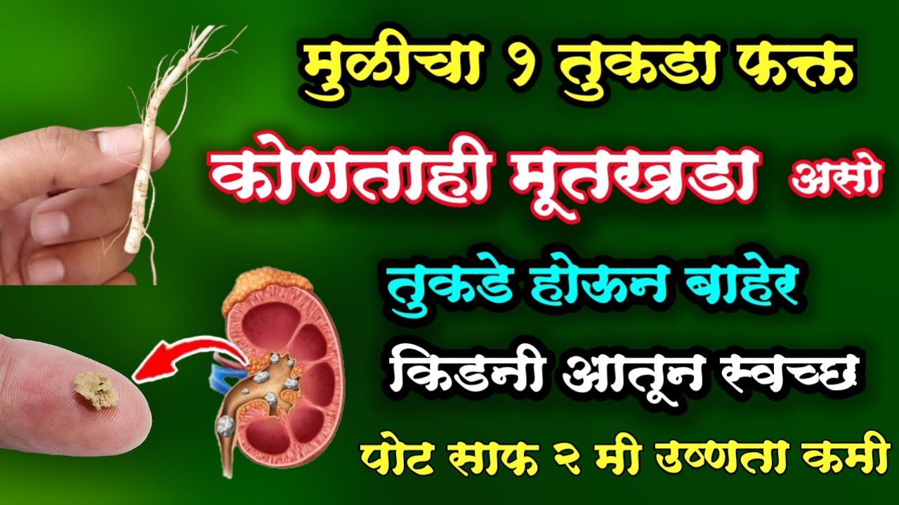 मुळीचा 1 तुकडा,किडनी आतून स्वच्छ,क्रिएटिन कमी,कोणताही मुतखडा फुटून ...