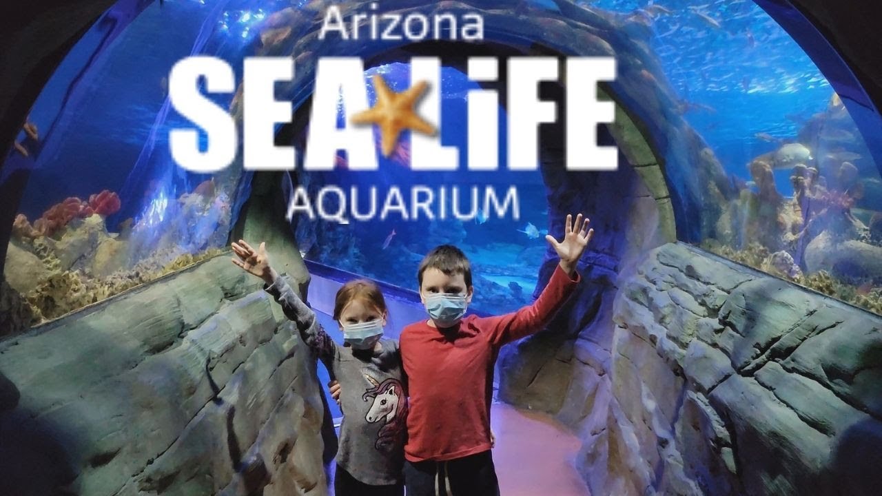 This place is magical! Arizona Sea Life Aquarium - Full Walk through 4K ...