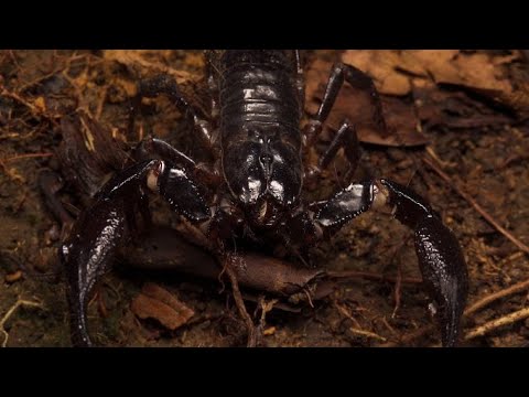 Asian Forest Giant Scorpion: Singapore Nature - YouTube