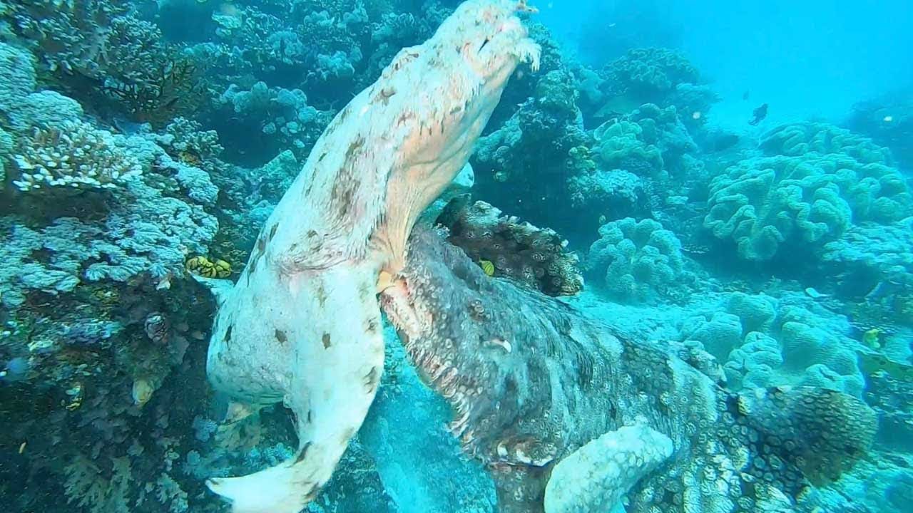 Diver Captures Fight Between Wobbbegong Sharks - YouTube