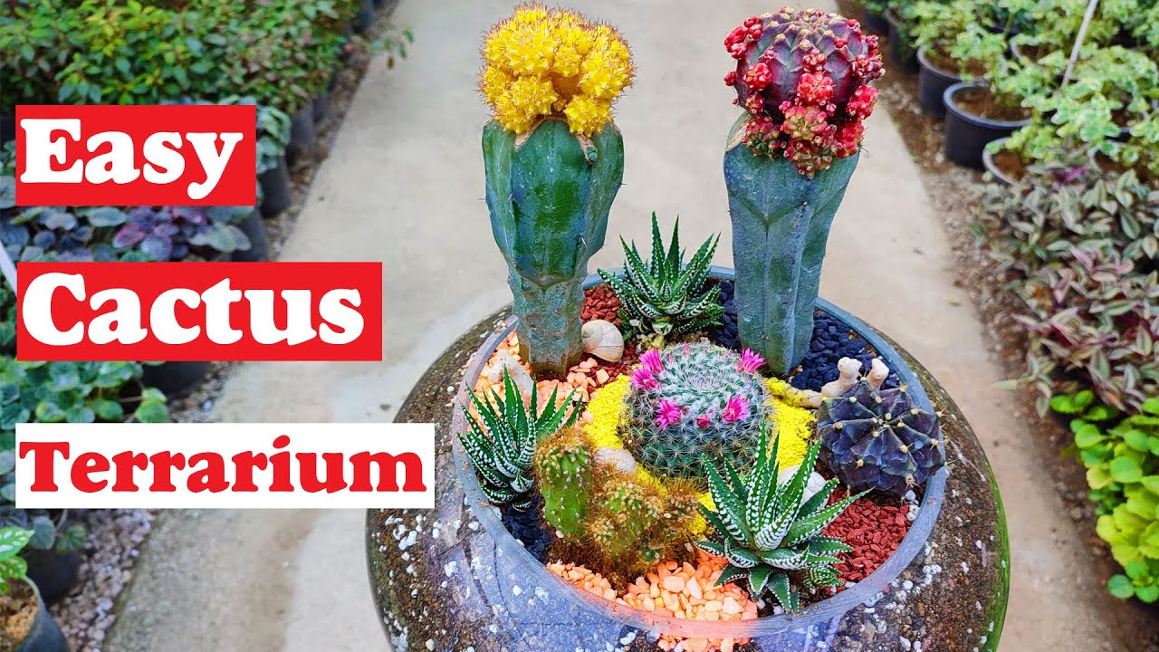 Cactus Terrarium | How to make a cactus and succulent terrarium? - YouTube