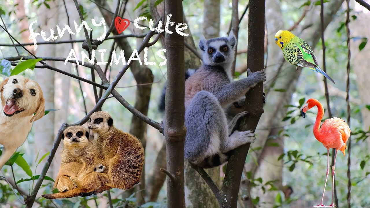 Amazing Scene of Animals | Relaxation Calm And Cute Sound. - YouTube