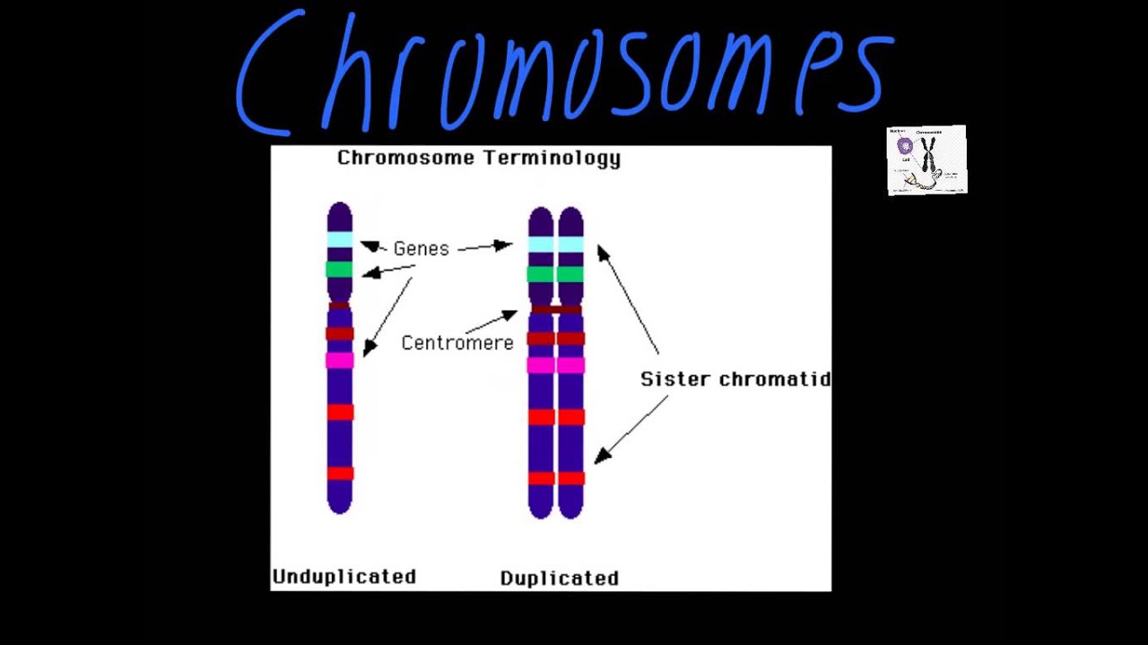 Chromosomes - YouTube