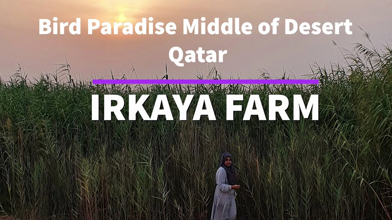 Irkaya Farm Qatar | Green fields in the middle of the desert in Qatar ...