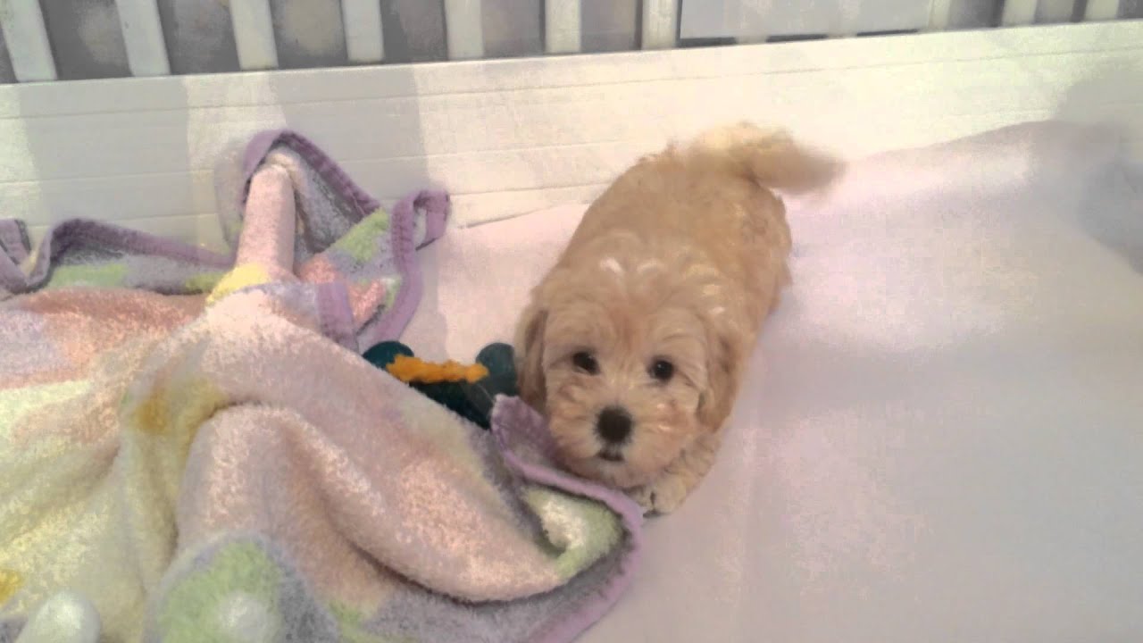 Puppies at Petite Pets Puppy Boutique 4 - YouTube