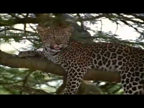 THE LEOPARD'S SON 2 of 8 FULL DOCUMENTARY - YouTube