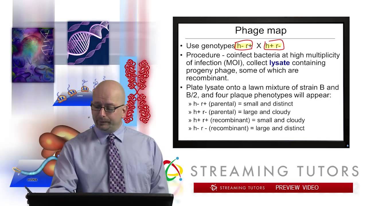 Mutations and the Nature of the Gene Fine Structure Mapping of Viral ...