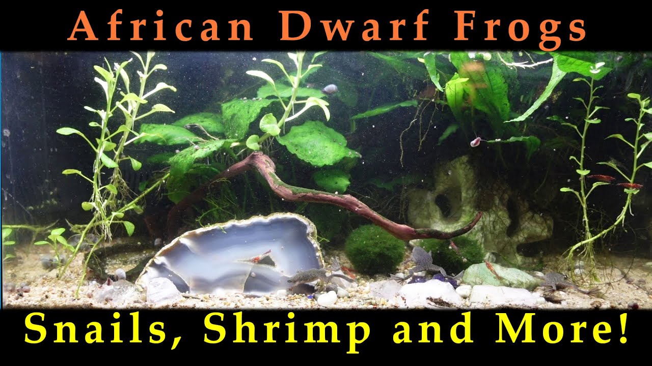 15 Minutes of African Dwarf Frogs, Shrimp, Snails and light music - YouTube