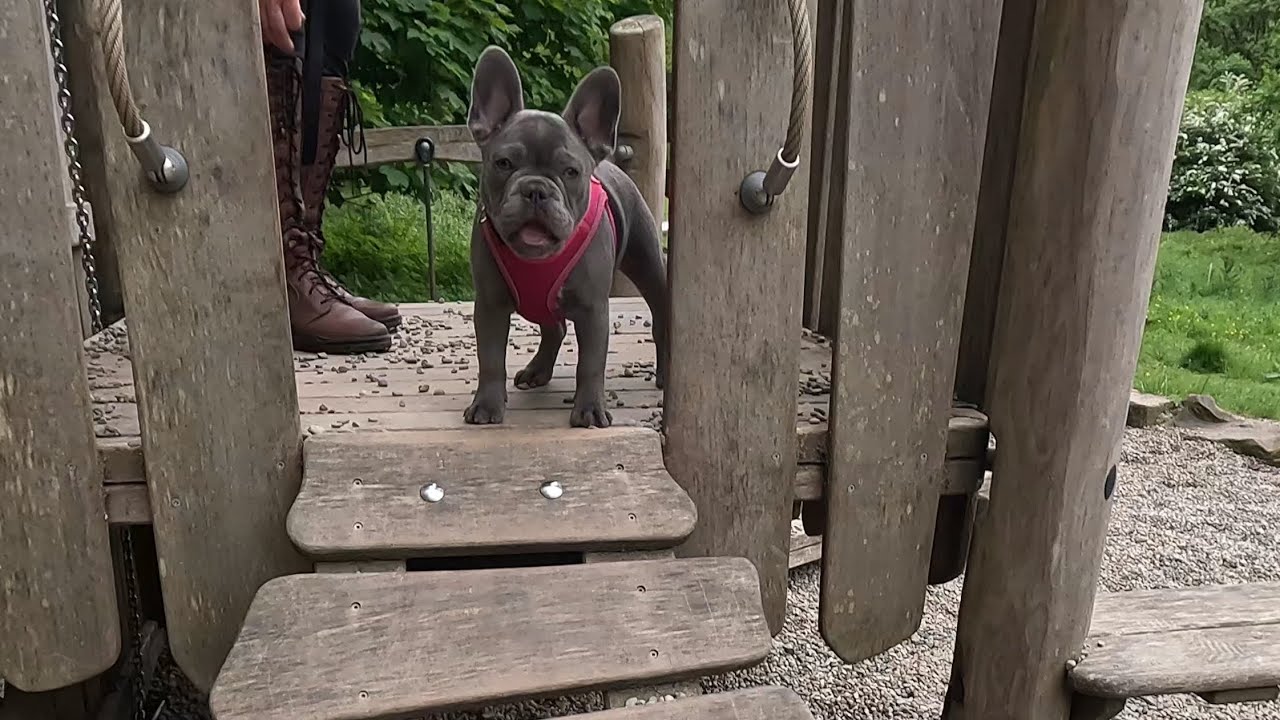 basic obedience training, puppy training - YouTube