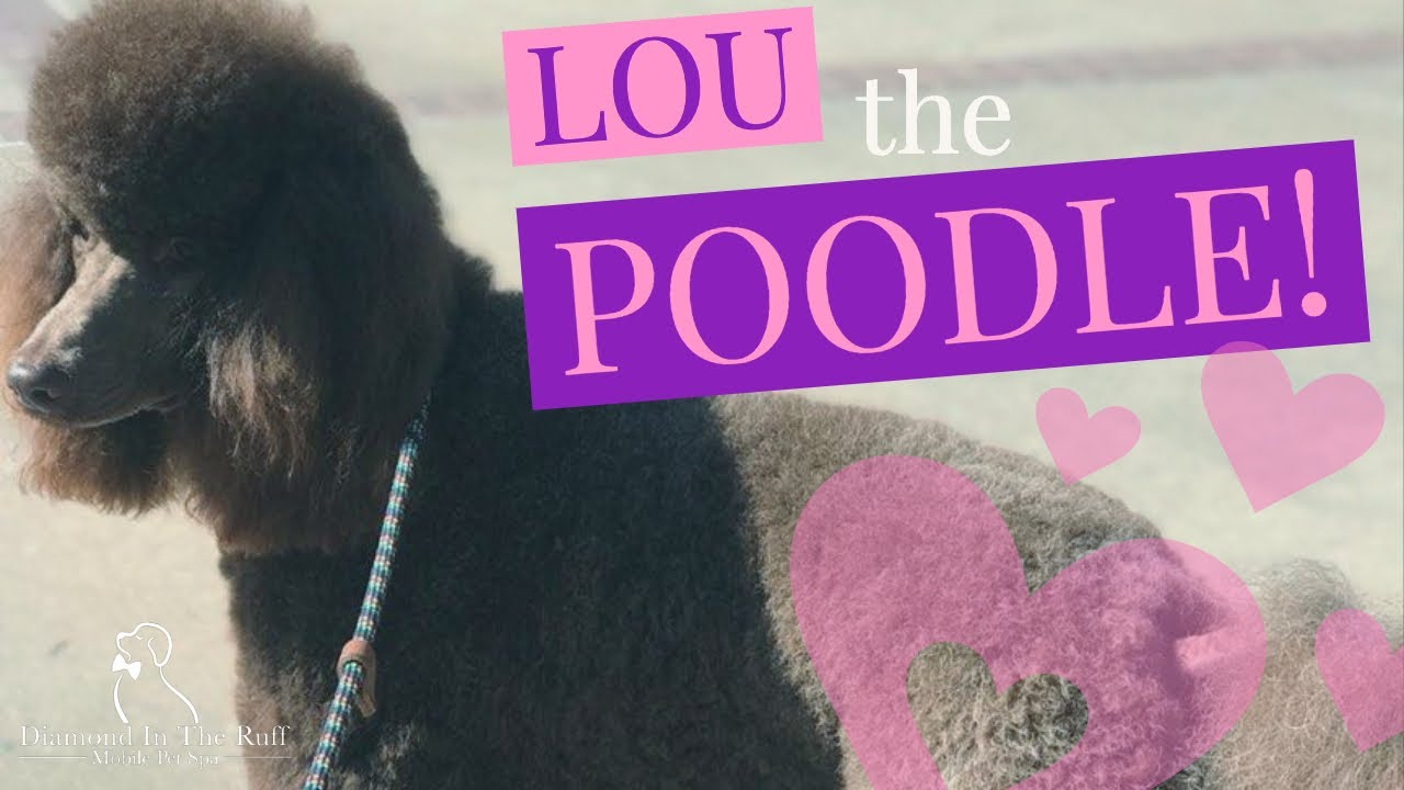 BLINGING OUT A STANDARD POODLE! - YouTube
