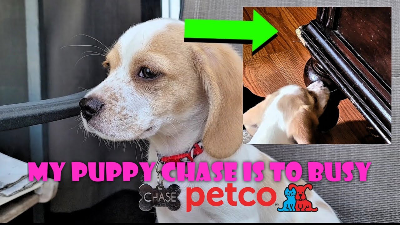 My puppy gets into any and everything, so I got him this to keep him ...