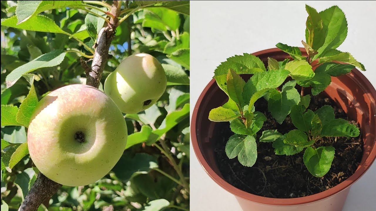 Cómo GERMINAR semillas de MANAZANA - YouTube