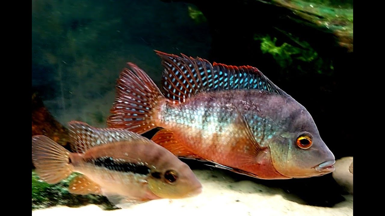 Cribroheros longimanus / Rose-Breasted cichlid pair with fry - YouTube